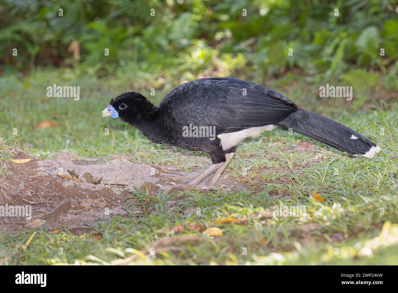 Blue-billed Curassow, RN El Paujil, Colombia, November 2022 Stock Photo ...