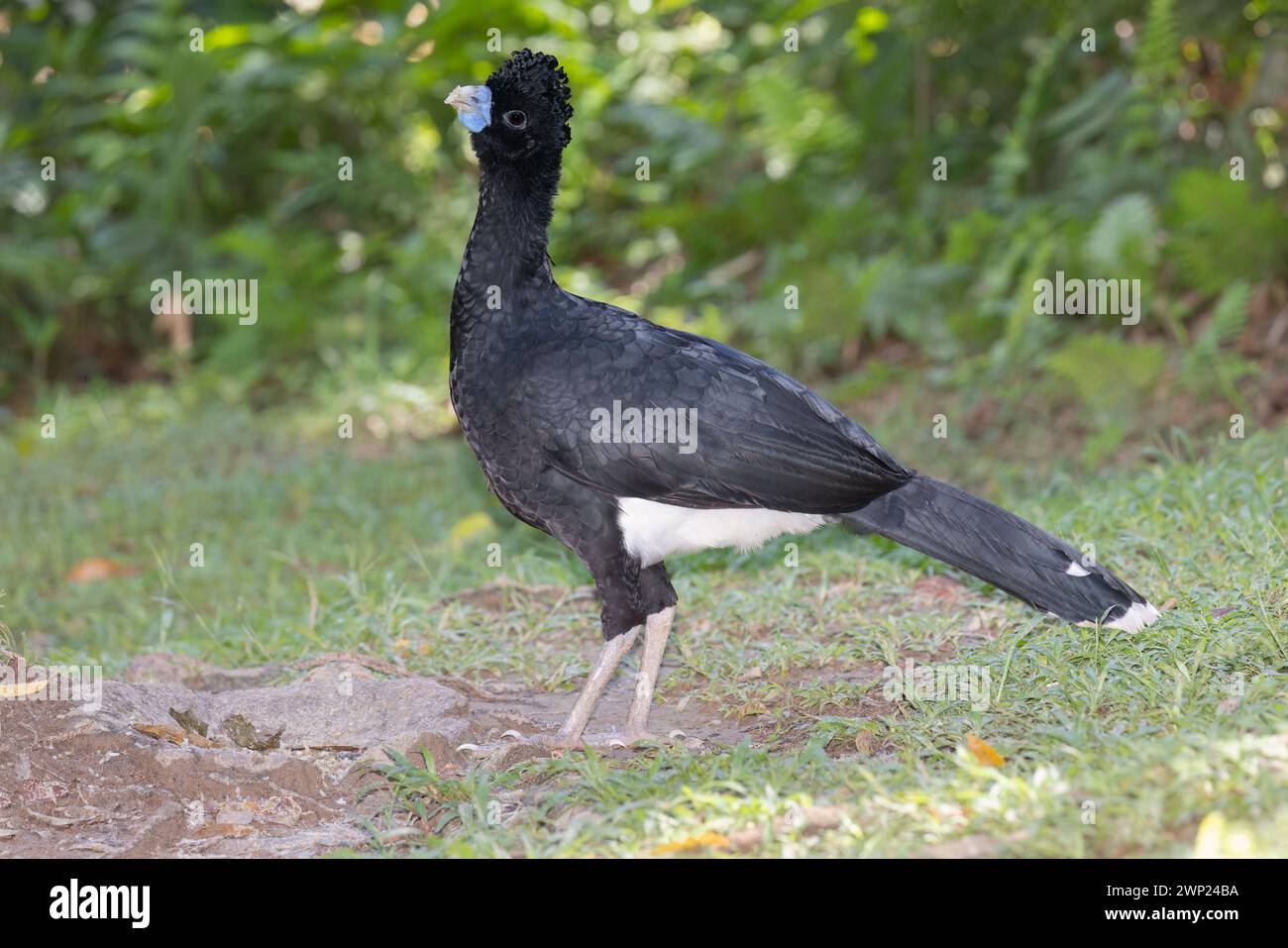 Blue-billed Curassow, RN El Paujil, Colombia, November 2022 Stock Photo ...