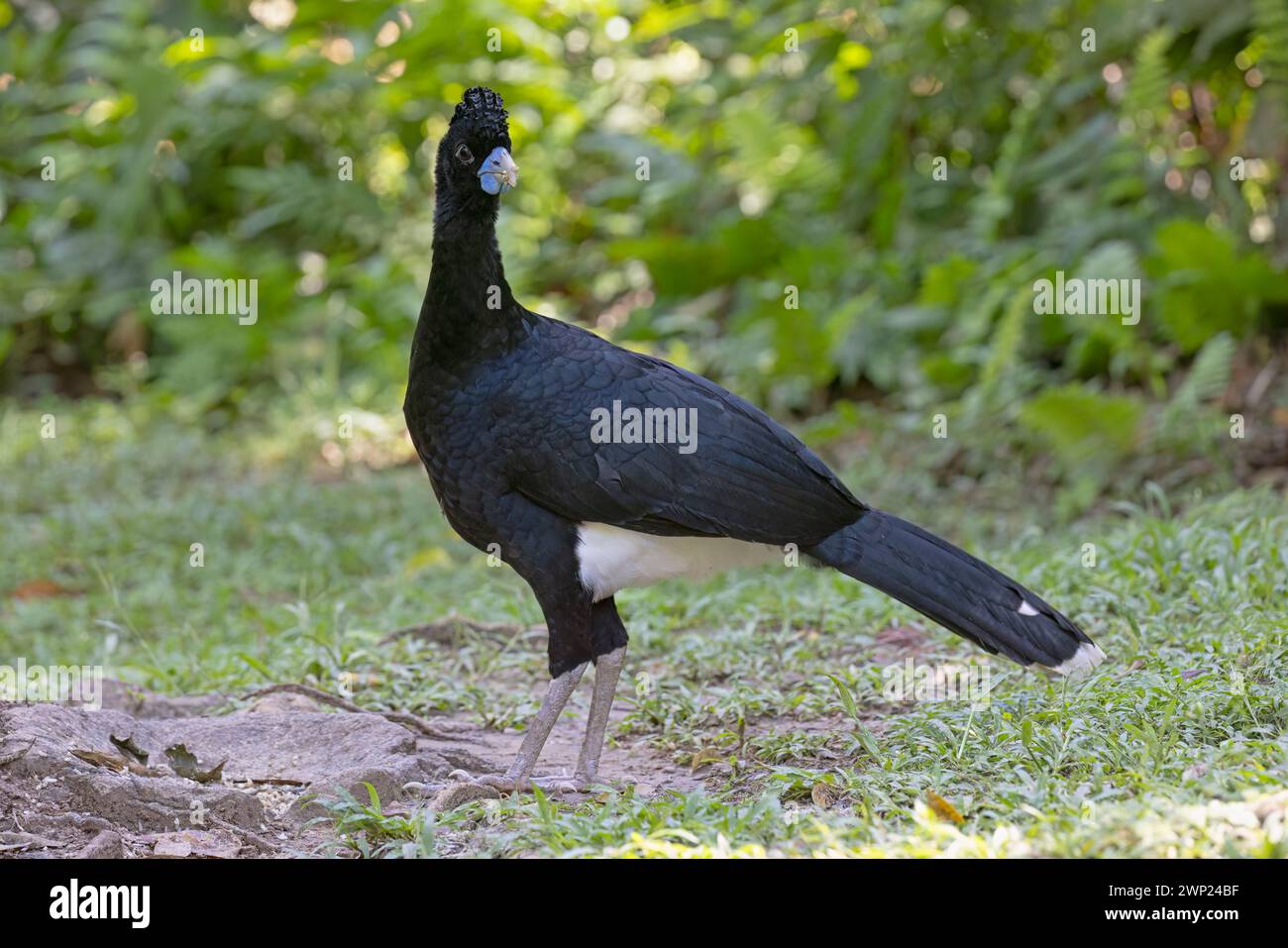 Blue-billed Curassow, RN El Paujil, Colombia, November 2022 Stock Photo ...