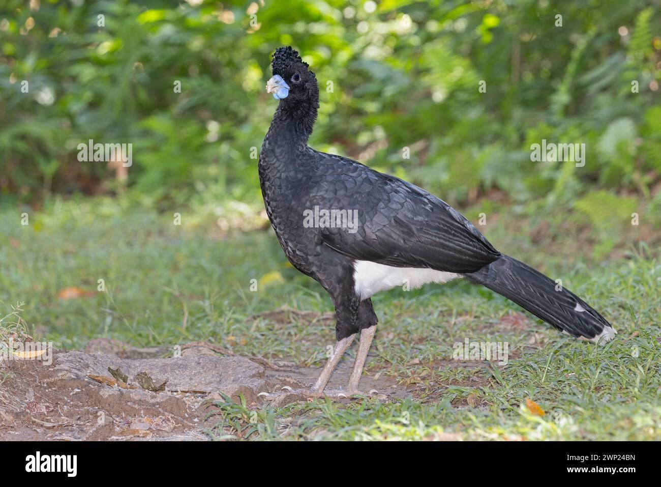 Blue-billed Curassow, RN El Paujil, Colombia, November 2022 Stock Photo ...