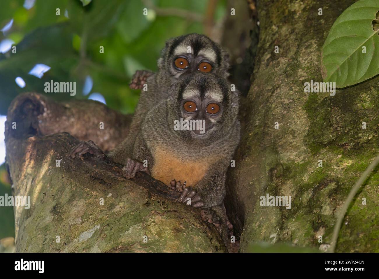 Night monkey hi-res stock photography and images - Alamy