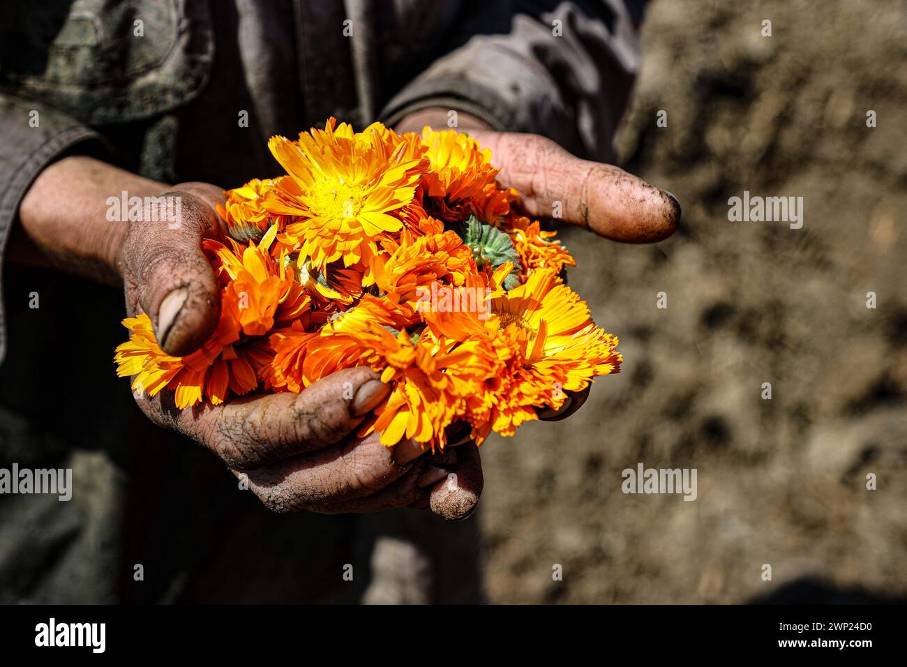 Fayoum, Egypt. 5th Mar, 2024. A farmer shows newly-harvested ...