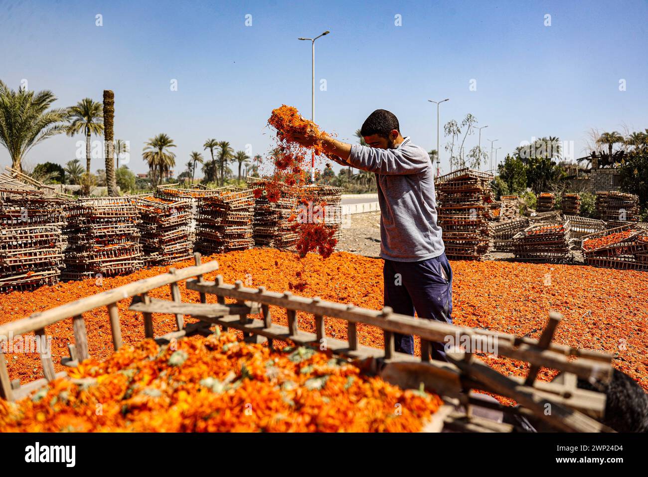 Fayoum, Egypt. 5th Mar, 2024. A farmer dries harvested chrysanthemums ...