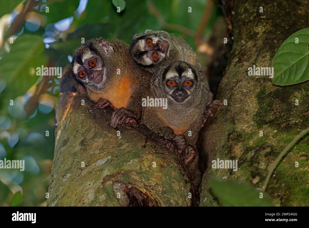 Aotus brumbacki hi-res stock photography and images - Alamy