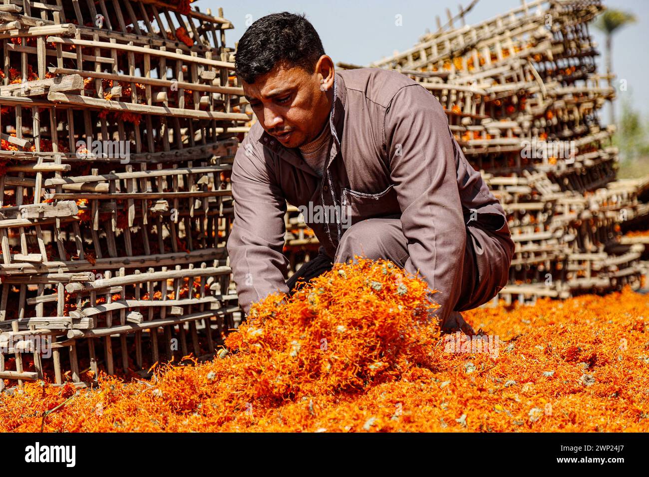Fayoum, Egypt. 5th Mar, 2024. A farmer dries harvested chrysanthemums ...