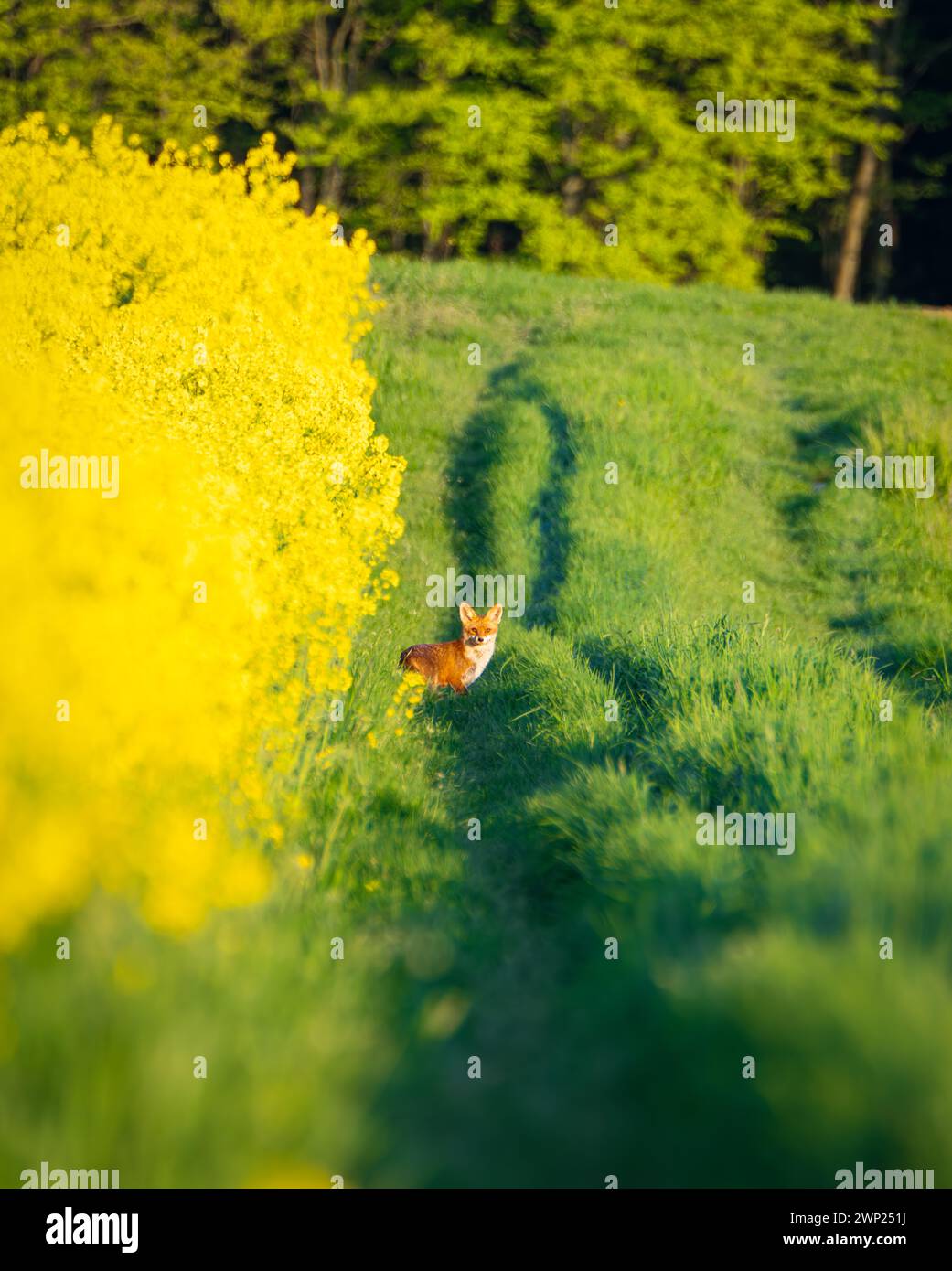 Red fox sitting surrounded by grass and rapeseed field Stock Photo - Alamy