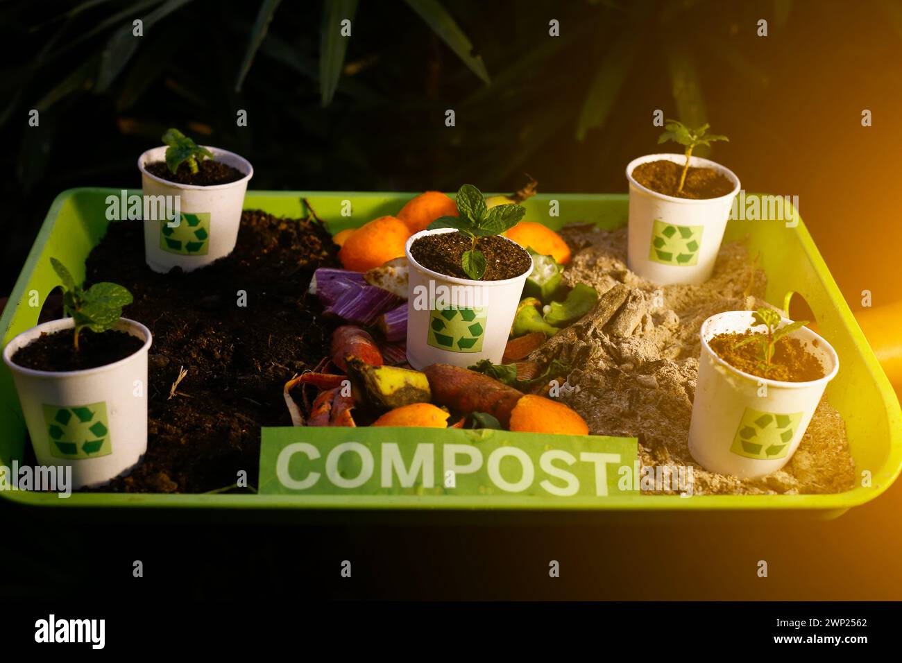 composted soil recycle on waste paper cups and waste vegetables Stock ...