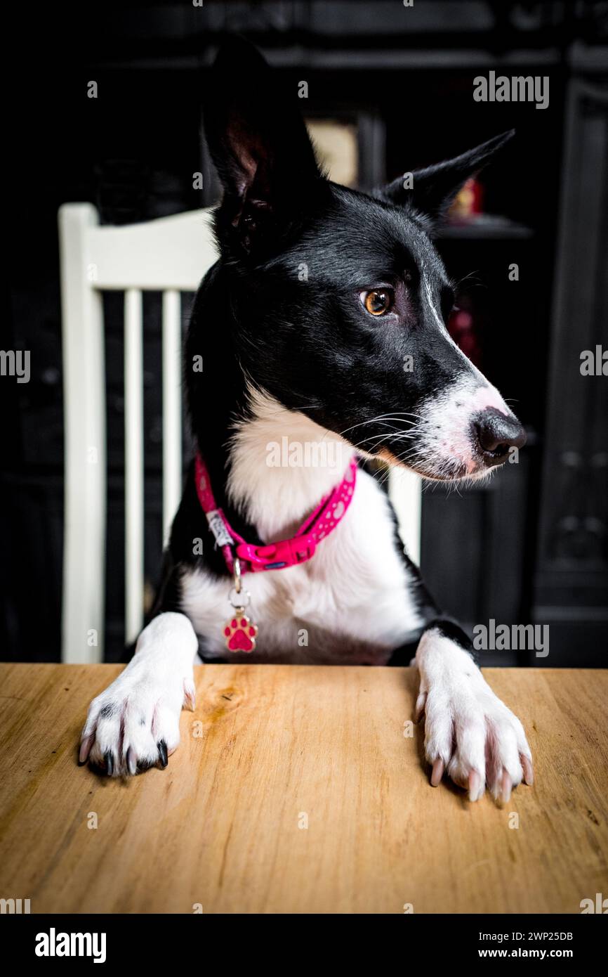 Dog sat on a chair hi-res stock photography and images - Alamy