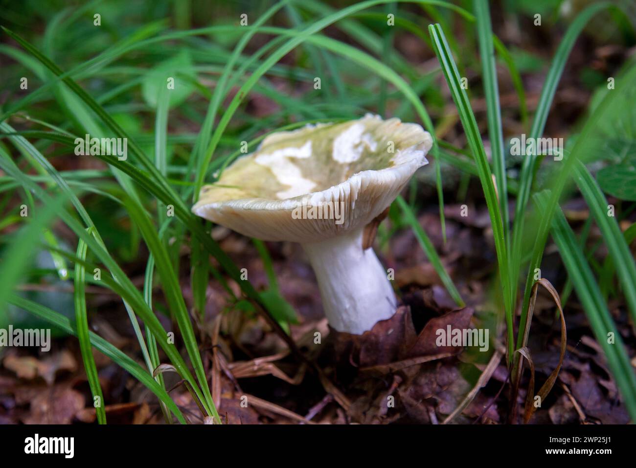 A mushroom Russula virescens is a basidiomycete mushroom of the genus ...