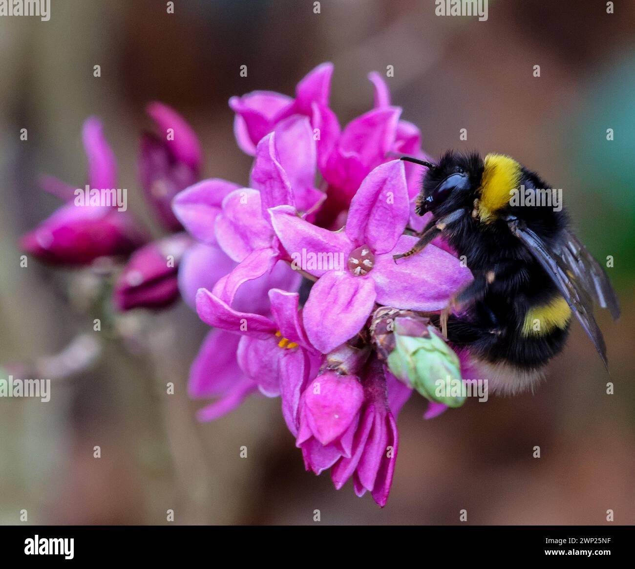 Bee mar 2024 uk hi-res stock photography and images - Alamy
