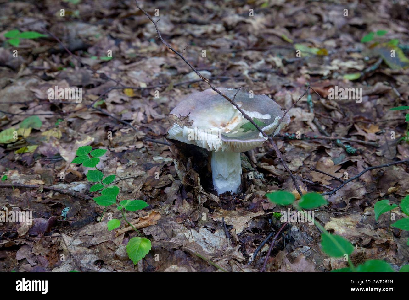 A mushroom Russula virescens is a basidiomycete mushroom of the genus ...