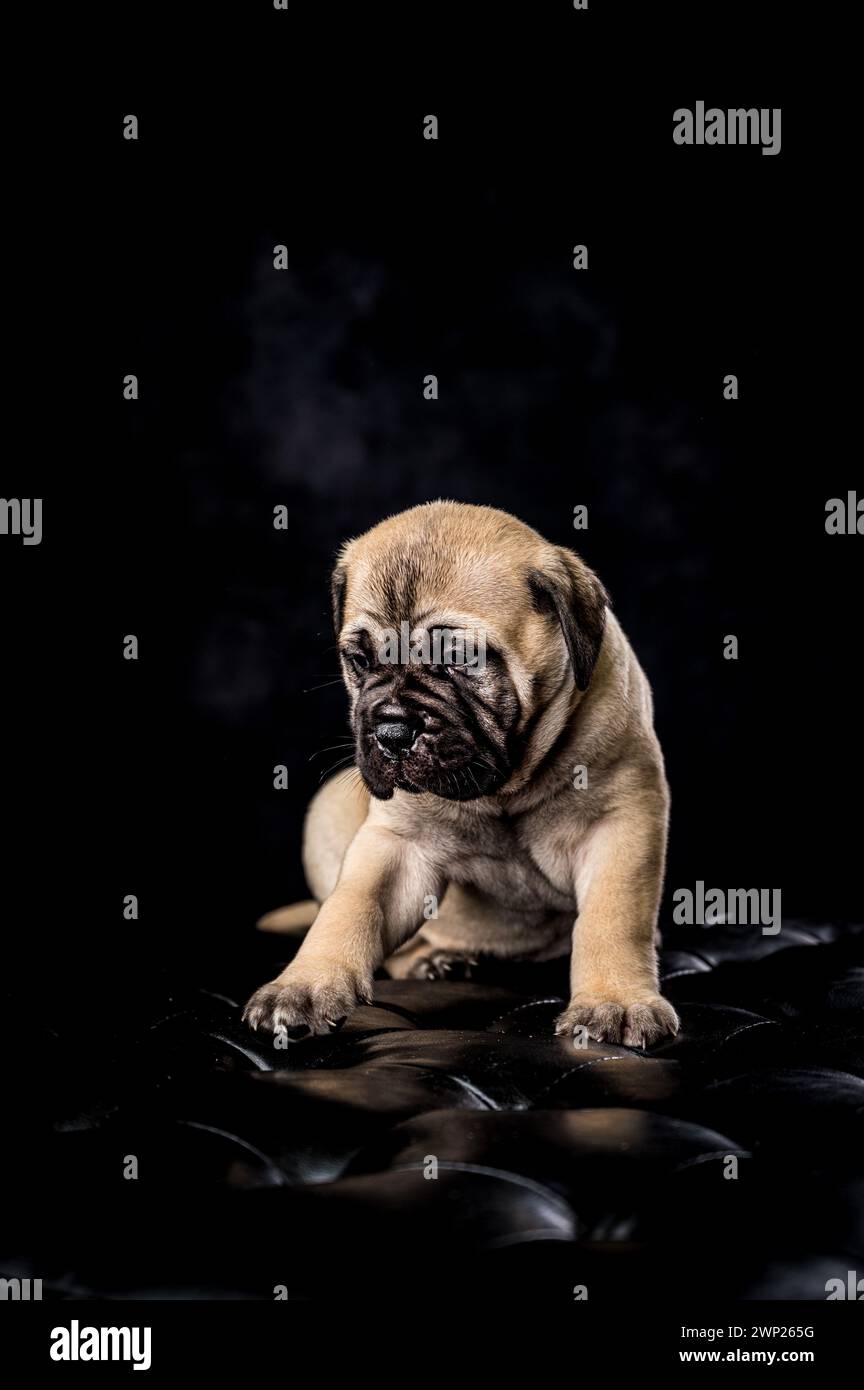 Cute Pug Dog Pup Stock Photo - Alamy