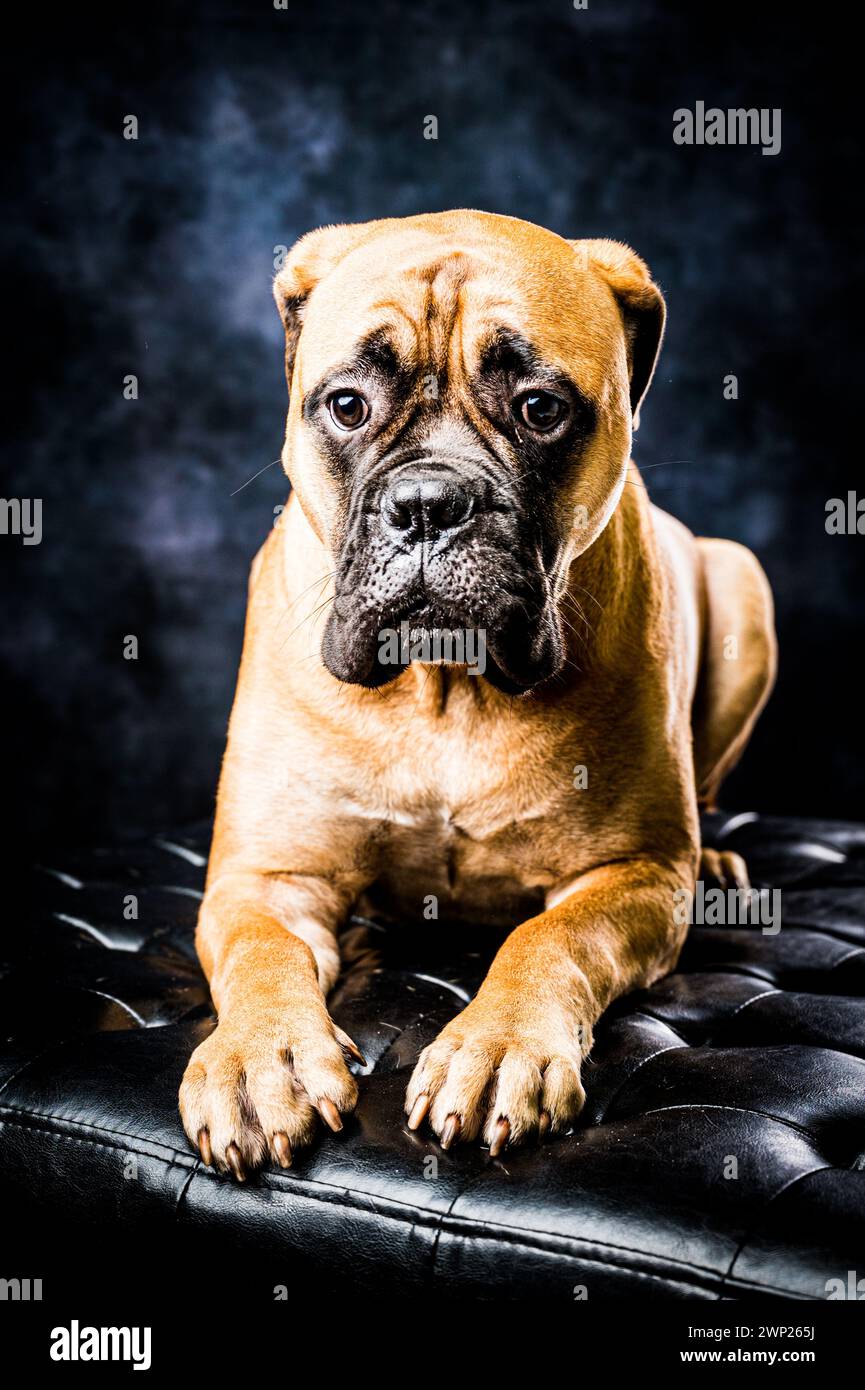 Bulmastif dog lying down Stock Photo - Alamy