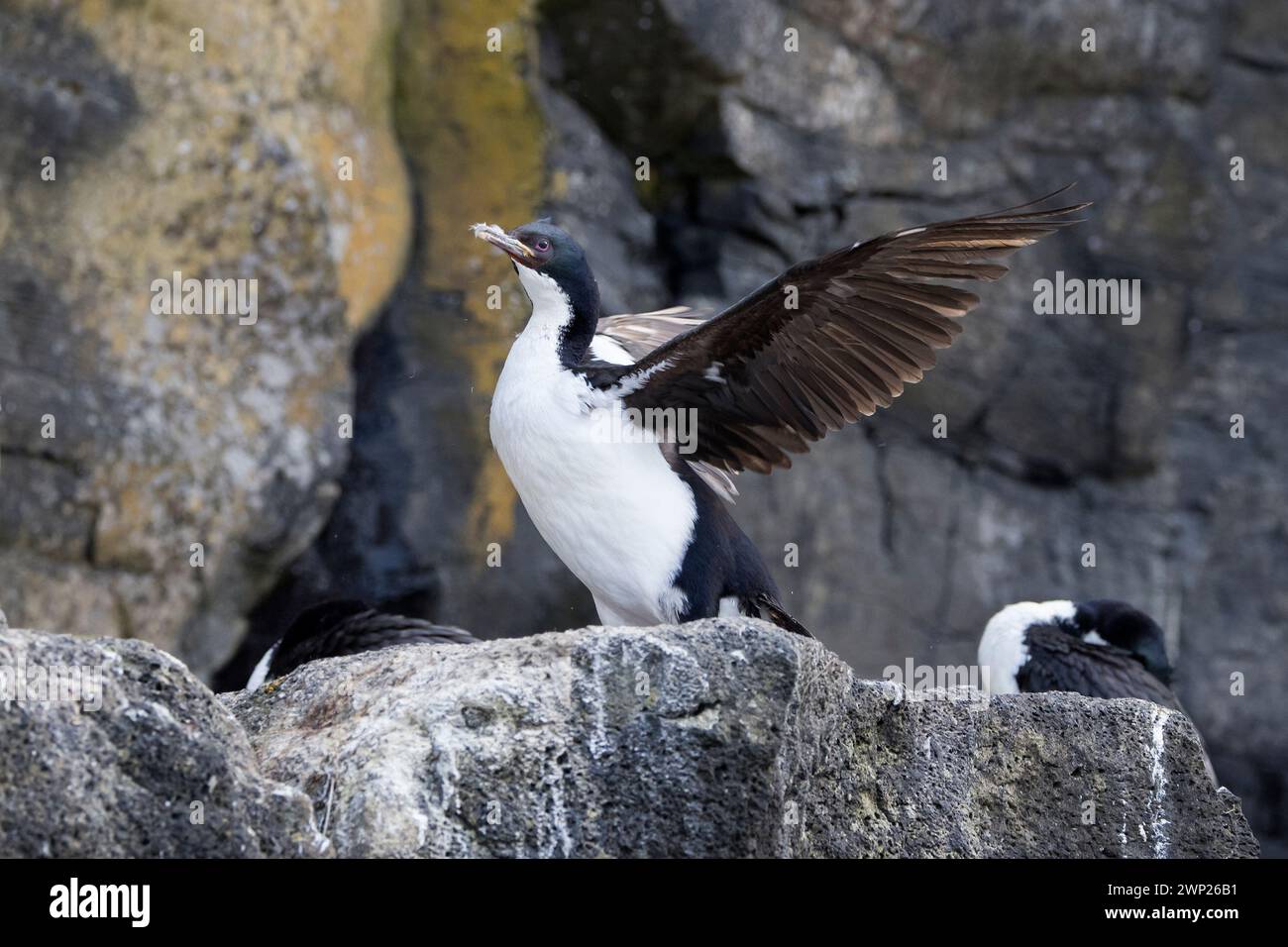 Auckland Island Shag (Leucocarbo colensoi), an endemic species of New ...