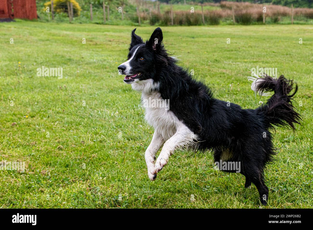 Running Black and white collie dog Stock Photo - Alamy