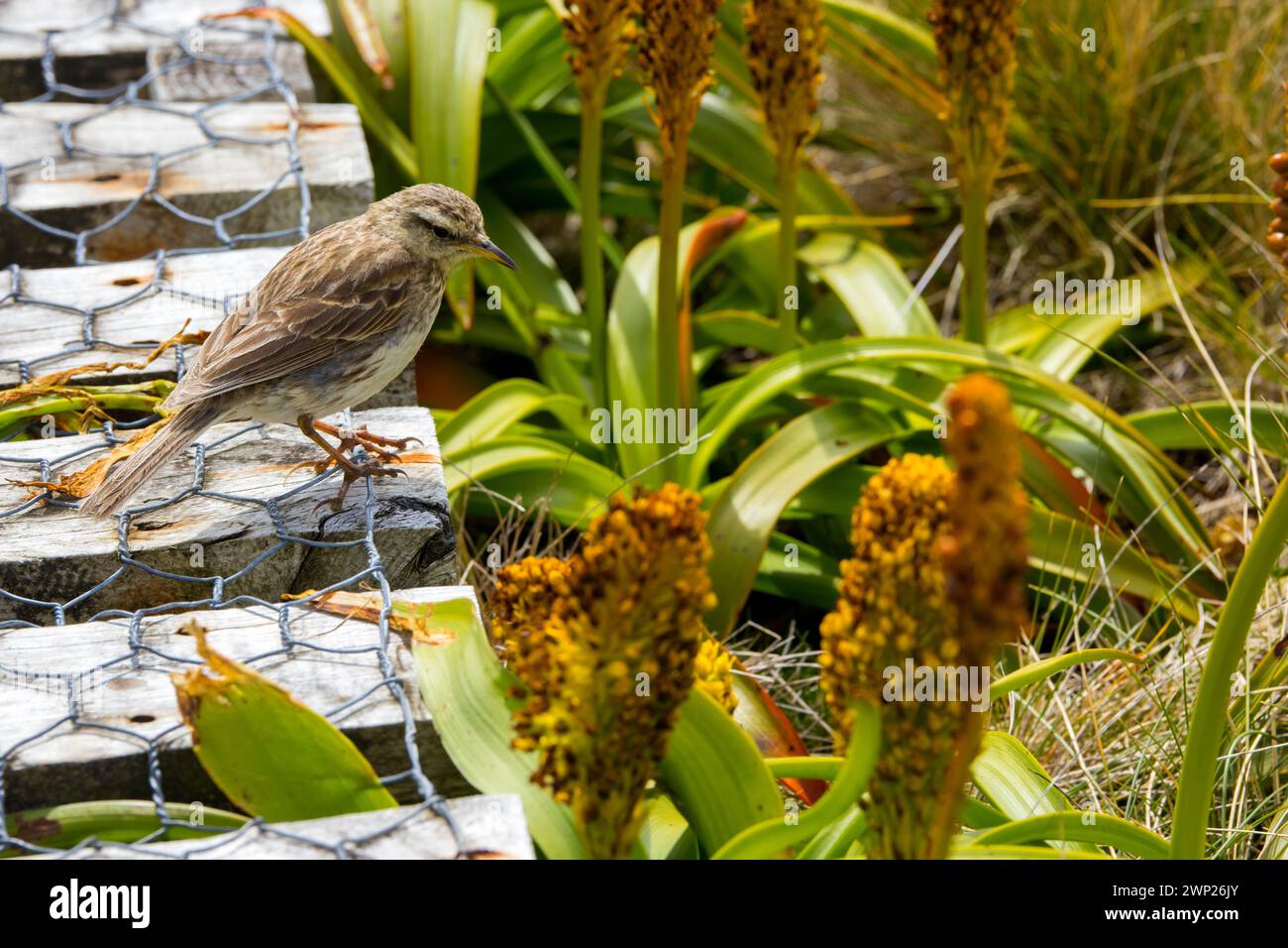 Auckland island pipit hi-res stock photography and images - Alamy
