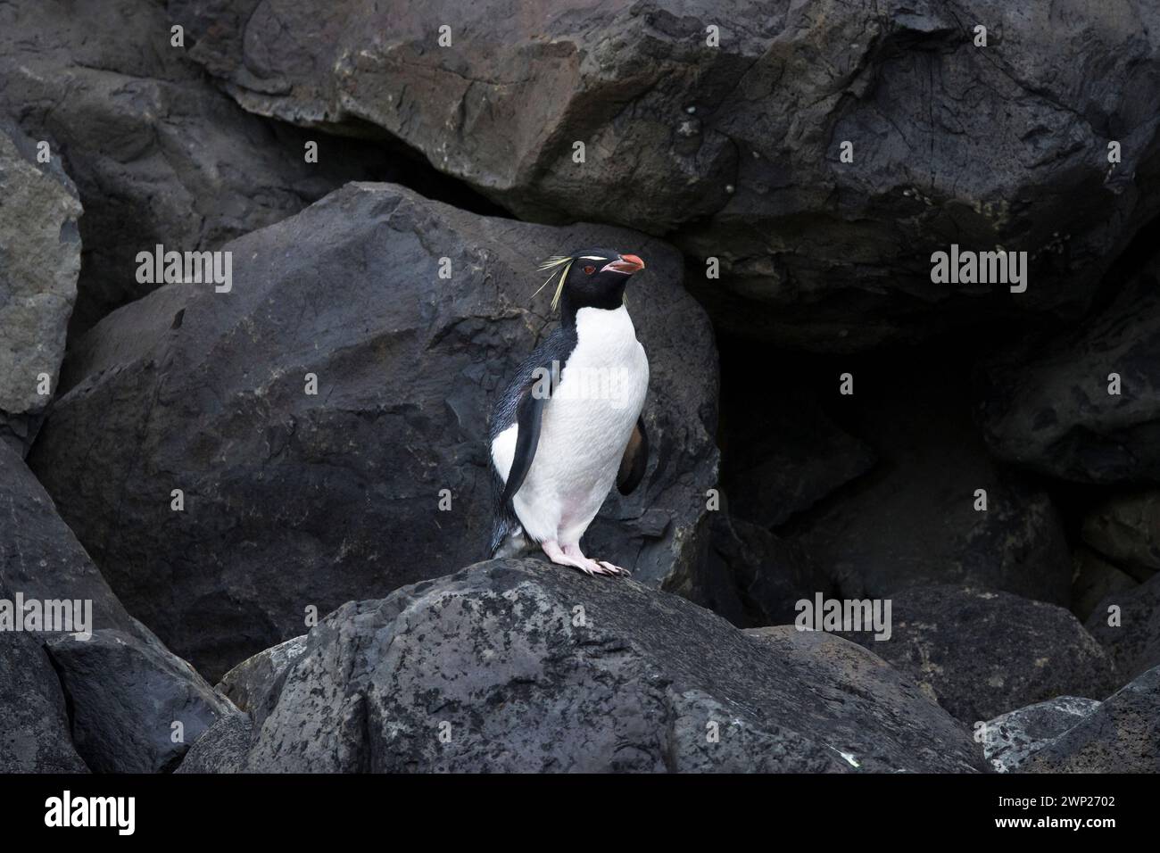 Southern Rockhopper Penguins (Eudyptes chrysocome) on the New Zealand ...