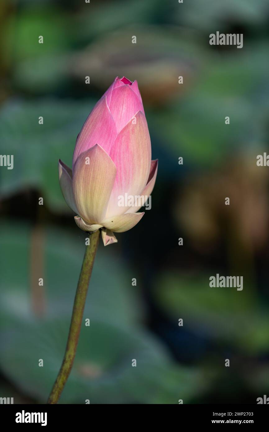A sacred, pale pink lotus flower bud in the early stage of plant growth ...