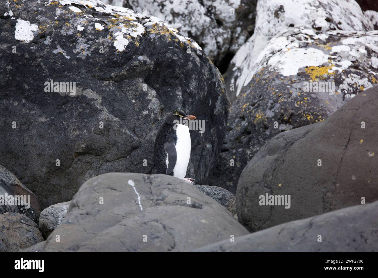 Southern Rockhopper Penguins (Eudyptes chrysocome) on the New Zealand ...