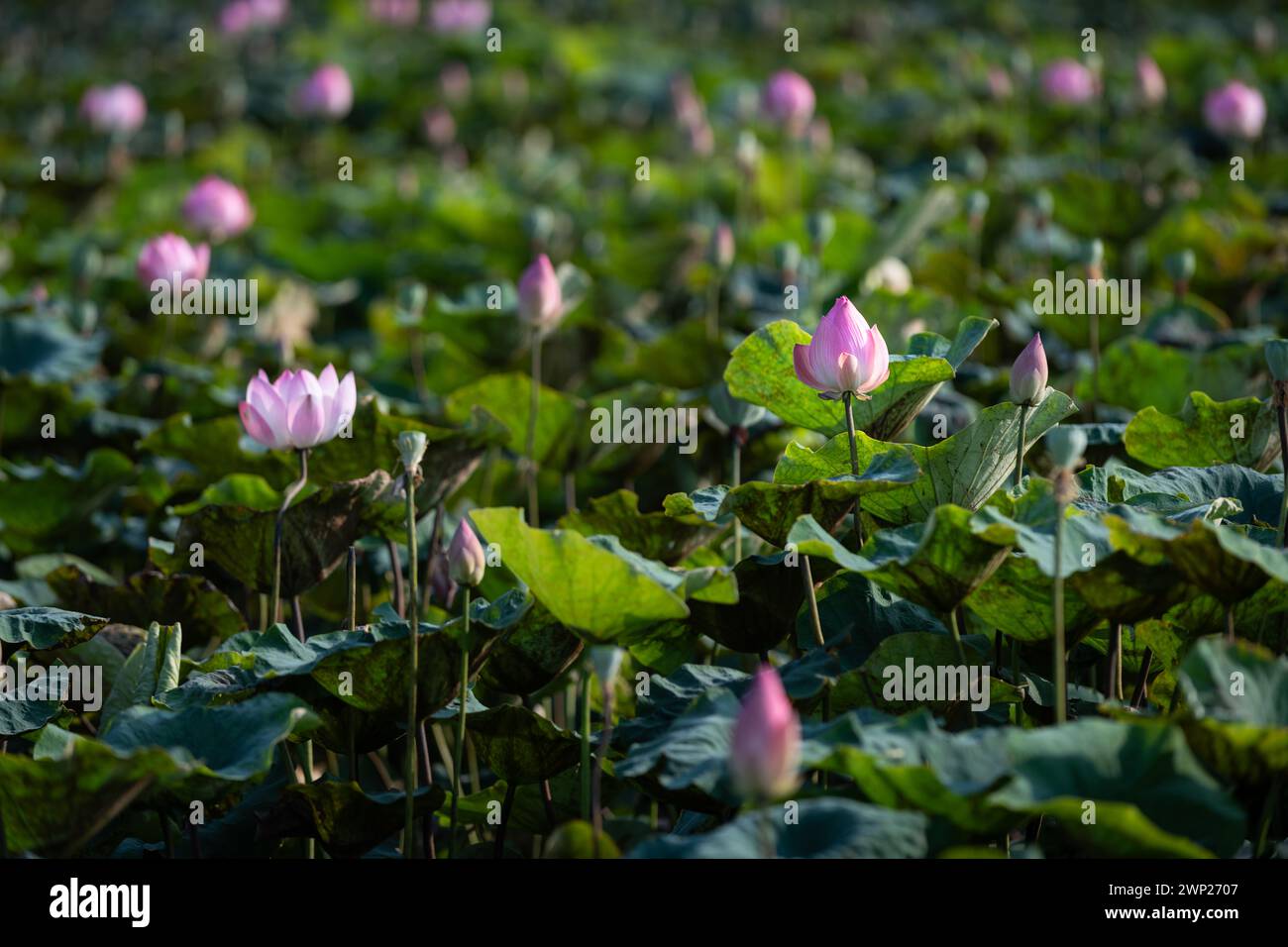 Pale, pink lotus flowers, sacred to followers of Hinduism and Buddhism ...