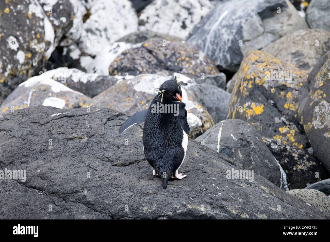 Southern Rockhopper Penguins (Eudyptes chrysocome) on the New Zealand ...