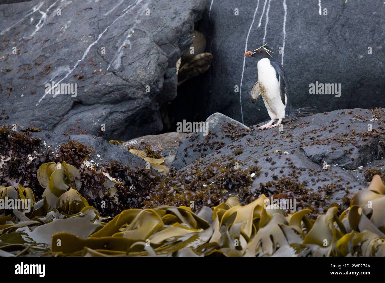 Eastern rockhopper penguin hi-res stock photography and images - Alamy