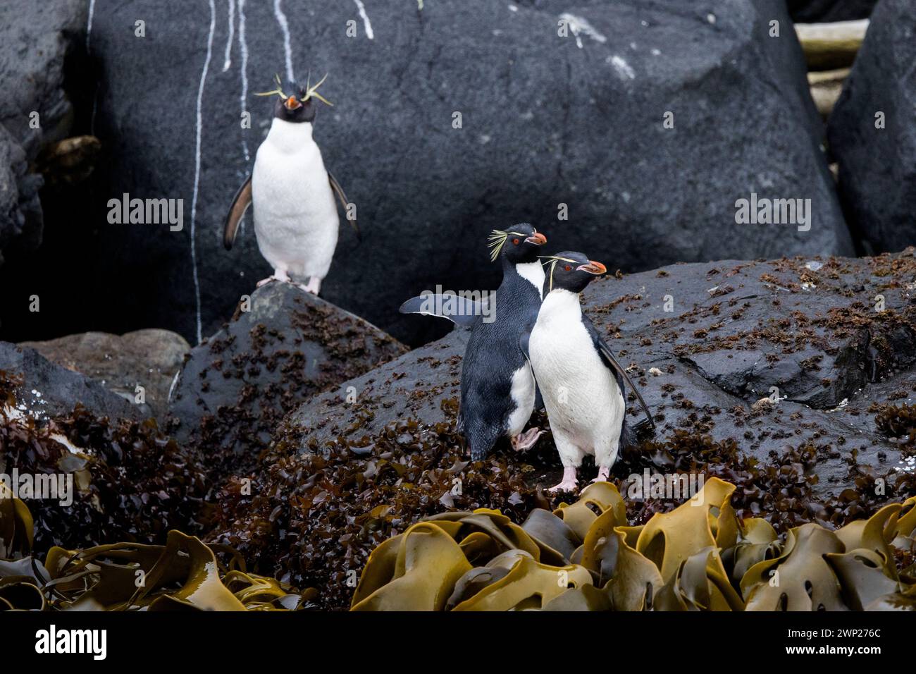 Southern Rockhopper Penguins (Eudyptes chrysocome) on the New Zealand ...