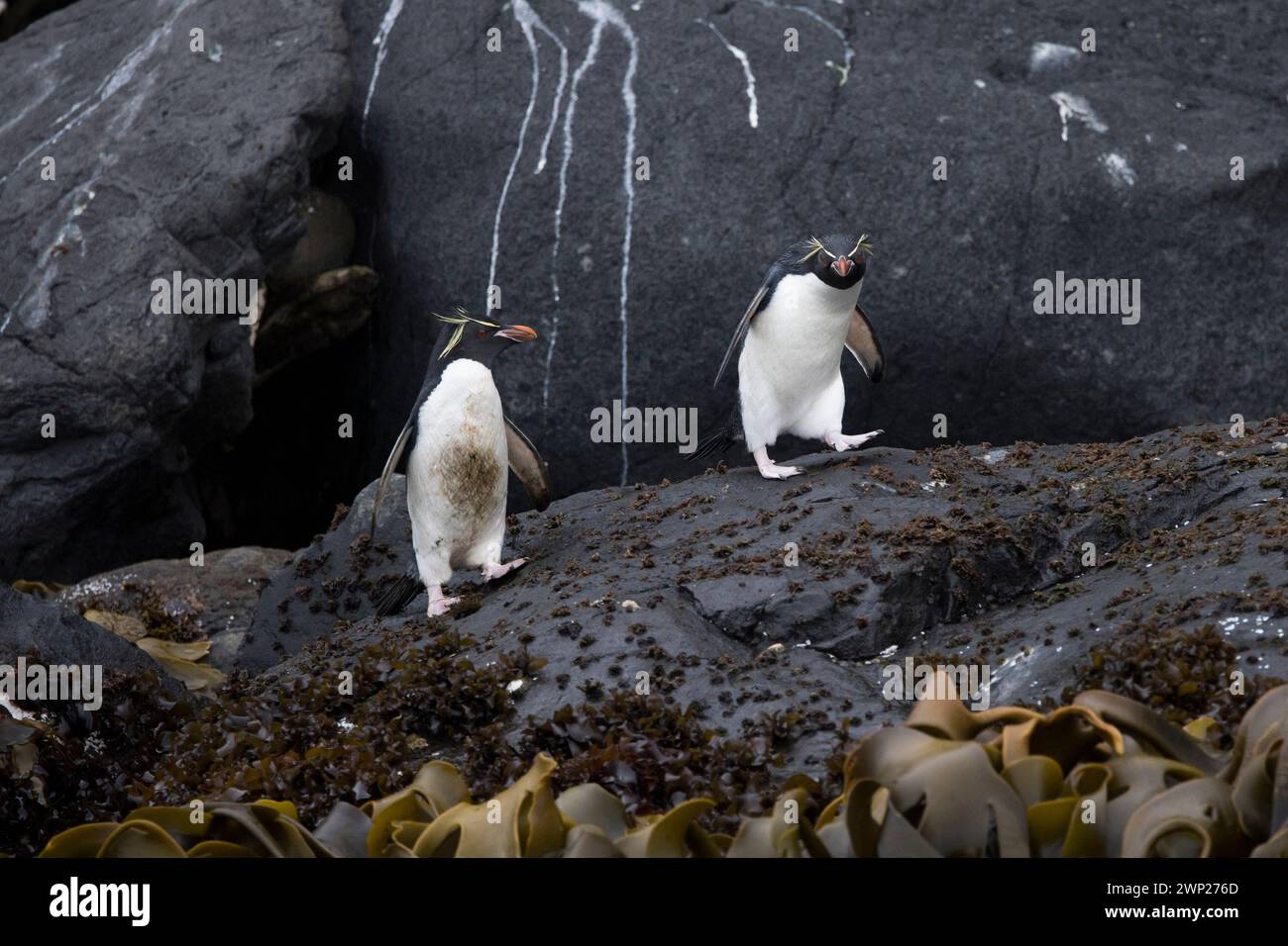 Southern Rockhopper Penguins (Eudyptes chrysocome) on the New Zealand ...