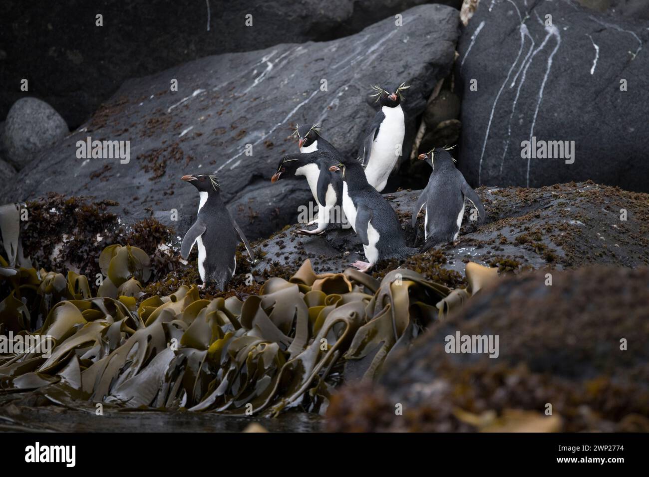 Southern Rockhopper Penguins (Eudyptes chrysocome) on the New Zealand ...