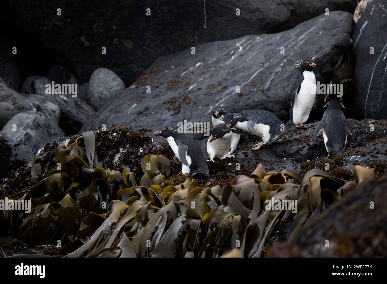 Southern Rockhopper Penguins (Eudyptes chrysocome) on the New Zealand ...