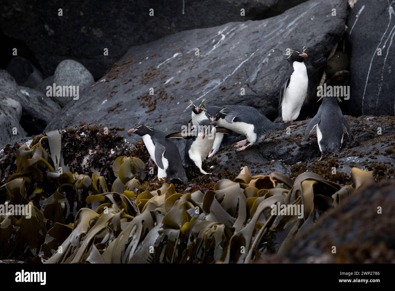 Southern Rockhopper Penguins (Eudyptes chrysocome) on the New Zealand ...