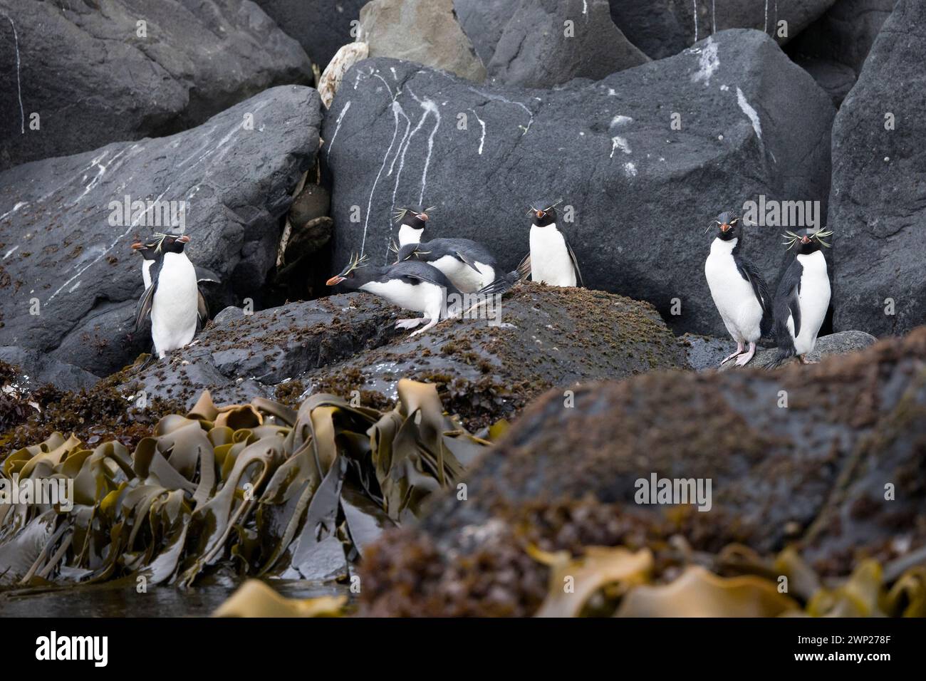 Southern Rockhopper Penguins (Eudyptes chrysocome) on the New Zealand ...