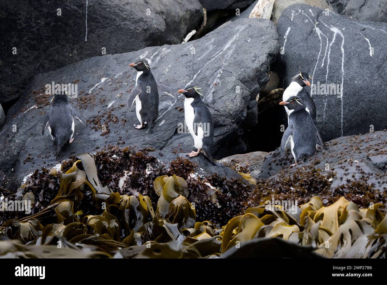 Southern Rockhopper Penguins (Eudyptes chrysocome) on the New Zealand ...