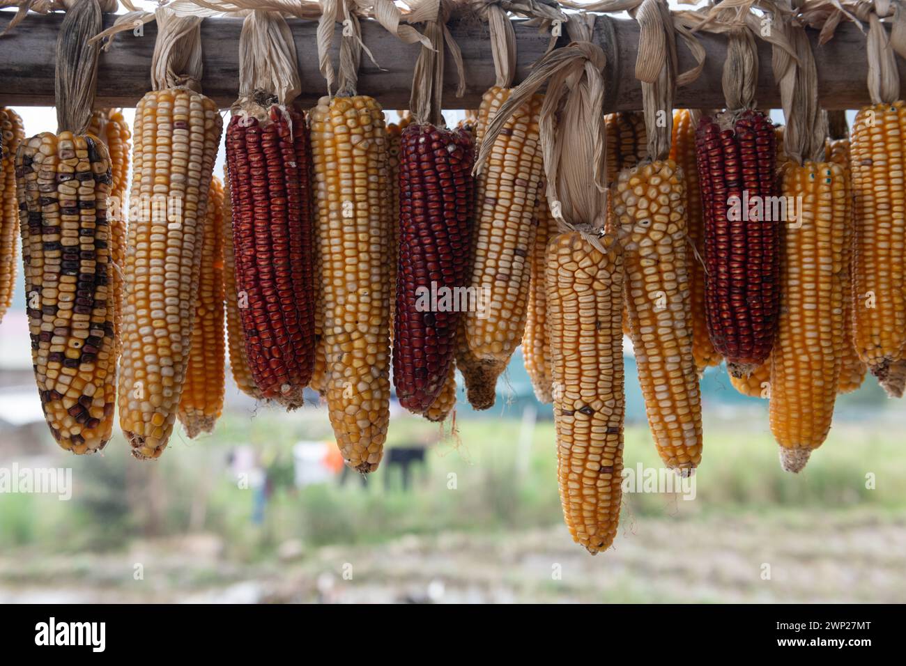 Colorful ears of freshly harvested corn are tied to a wooden fence and ...
