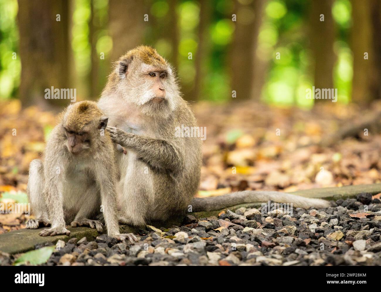Grooming tradition hi-res stock photography and images - Alamy