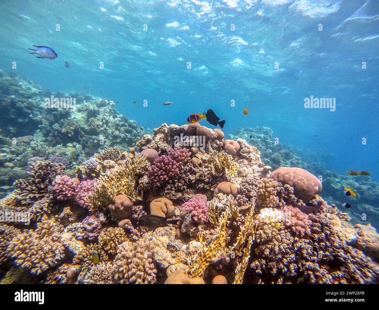 Underwater panoramic view of coral reef with tropical fish, seaweeds ...