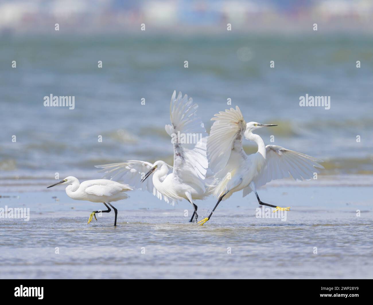 Two Little Egrets fighting on the beach, sunny day in northern France ...