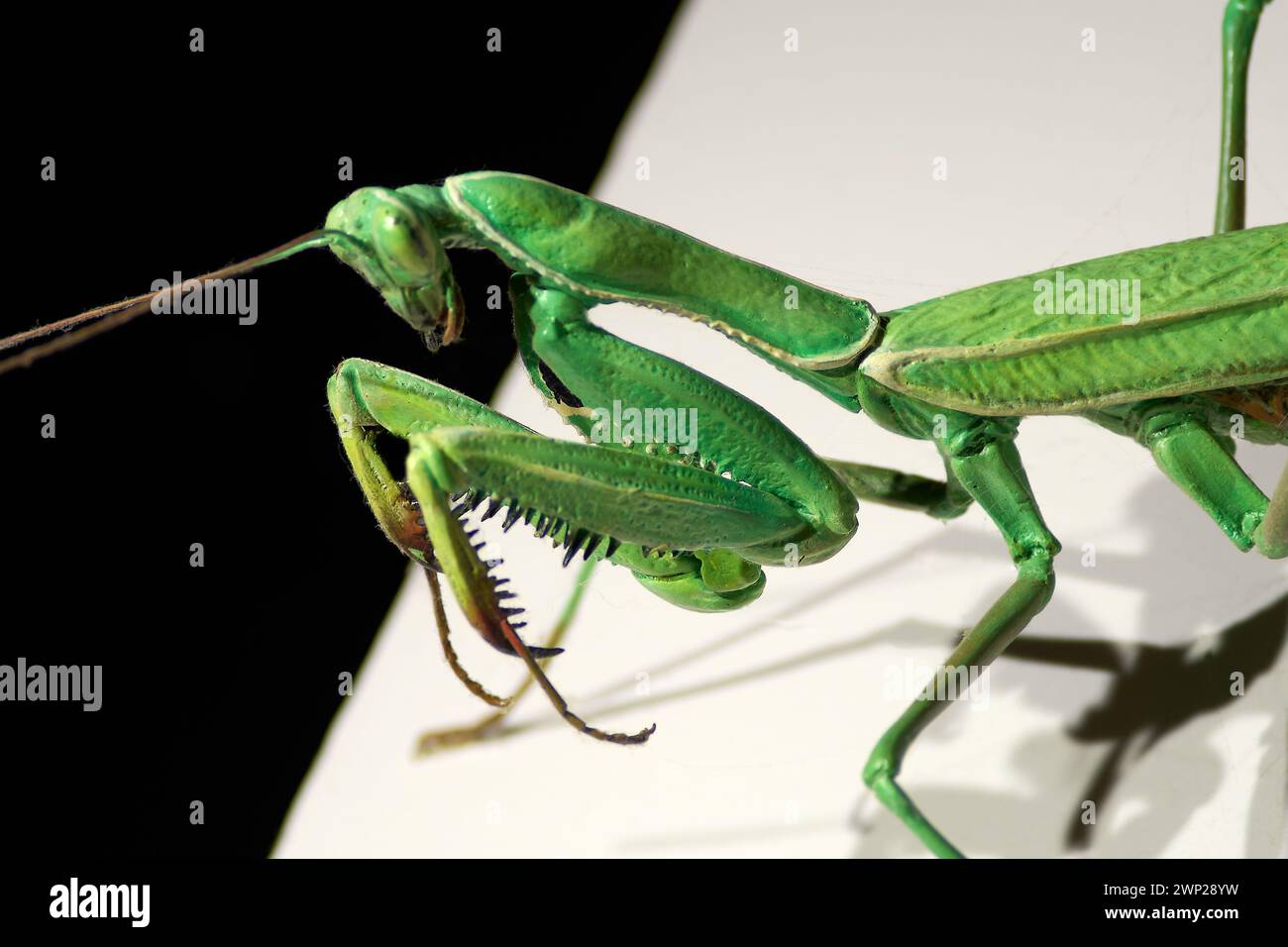 Black and white image of a raptor hi-res stock photography and images ...