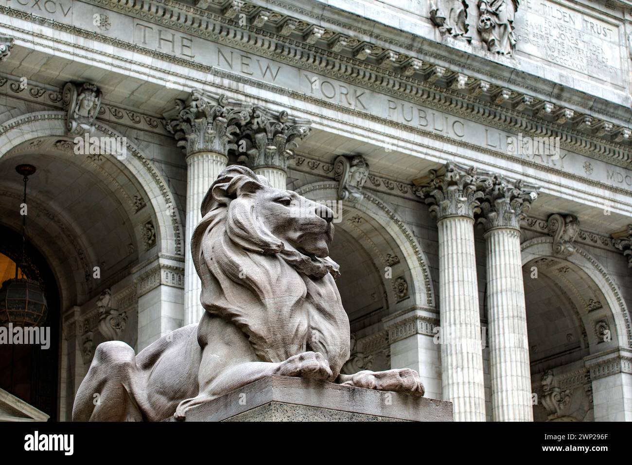 More than one lion hi-res stock photography and images - Alamy