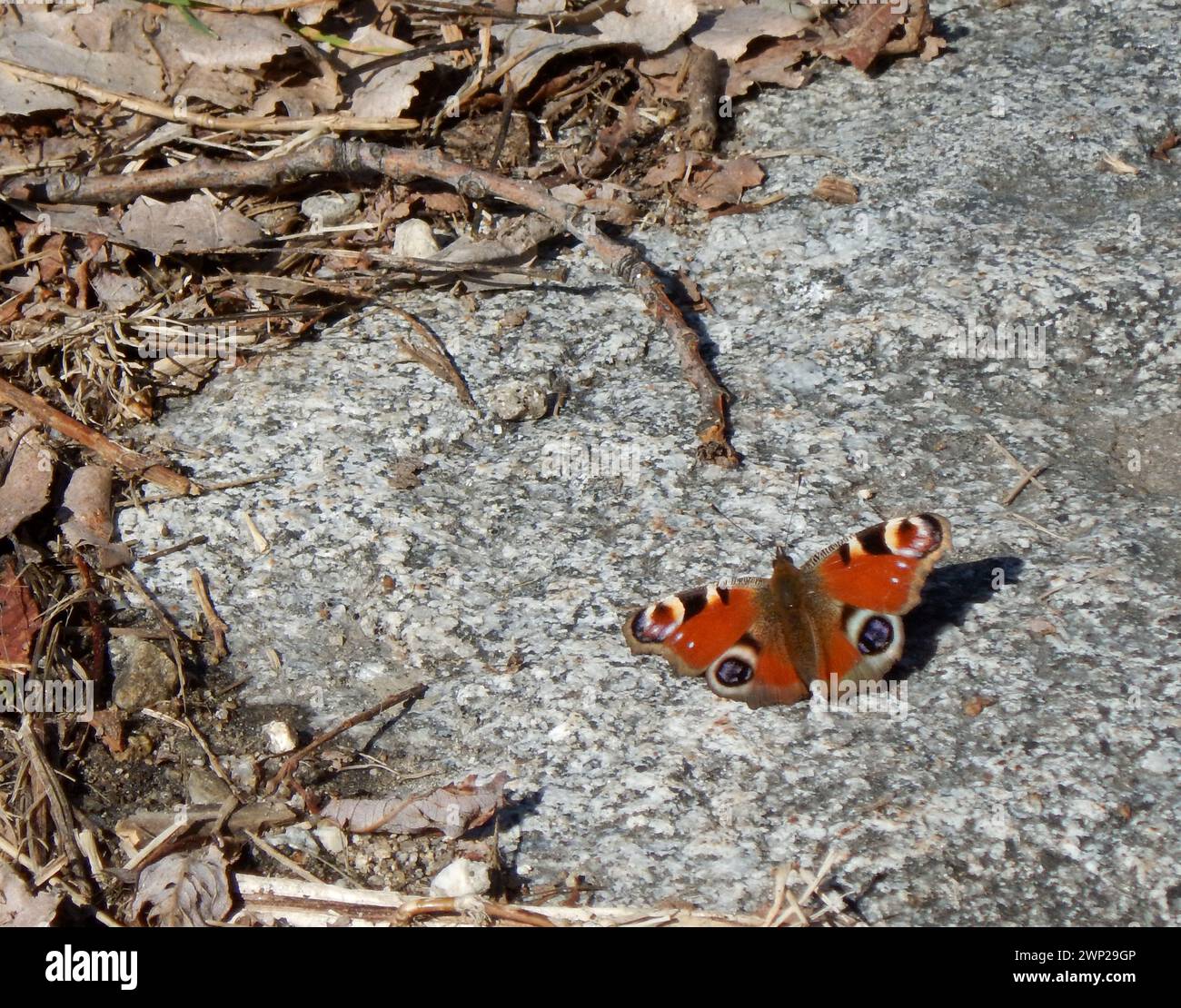 Orange winged butterfly with dark circles Stock Photo - Alamy