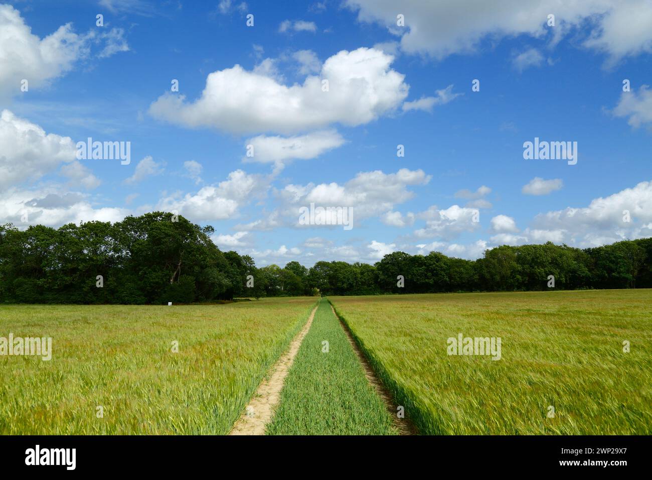 Footpath through a green field of young barley in early summer near ...