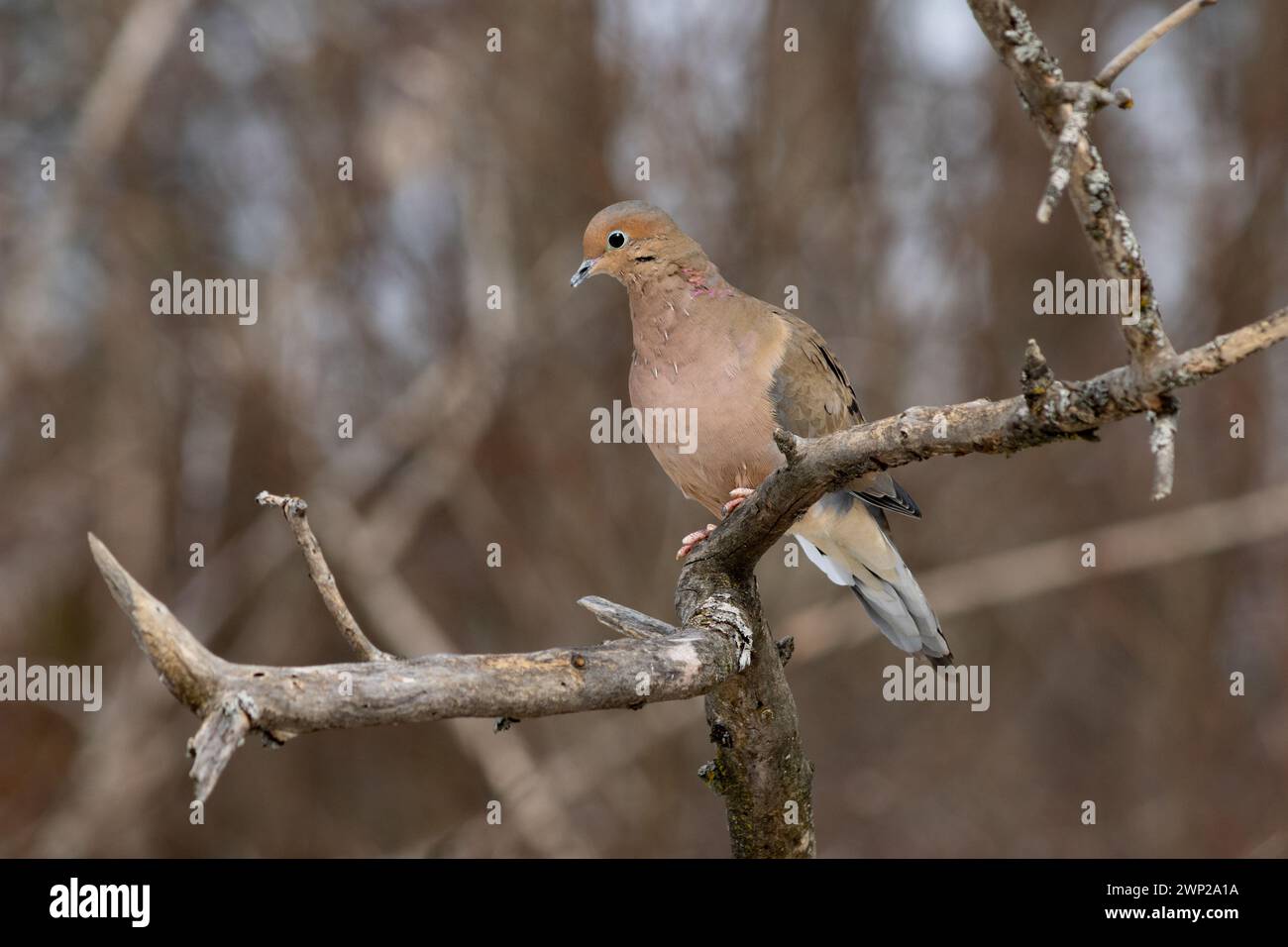 A dove blends in with a winter forest Stock Photo - Alamy