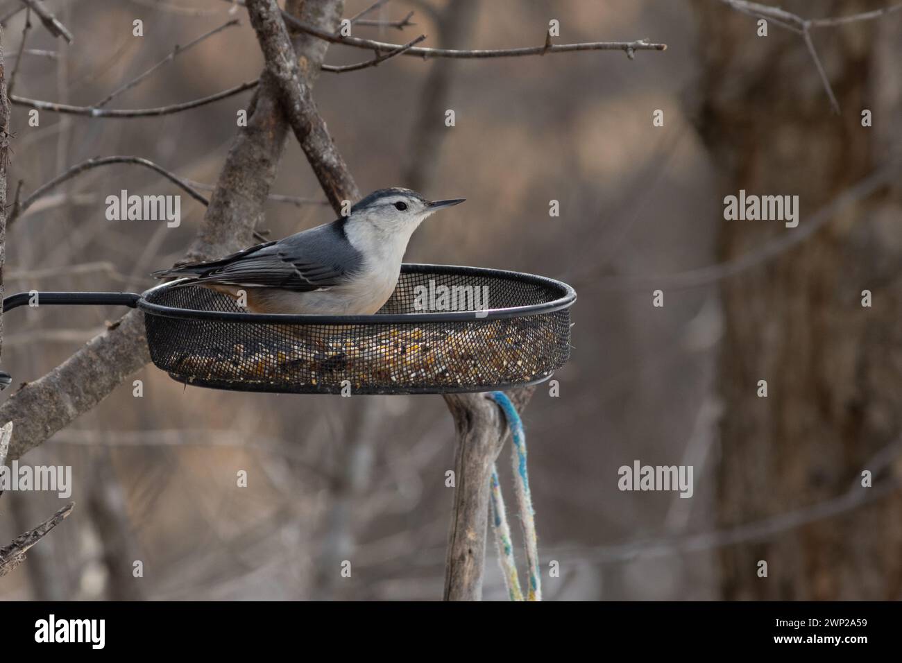 White-breasted nutchatch explores a feeder for food in early spring ...