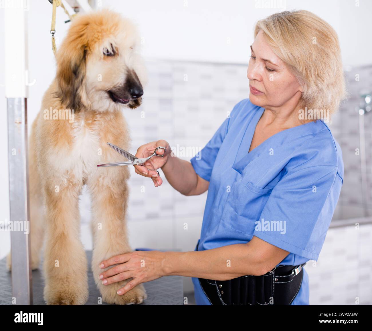 Professional woman hairdresser cuts Afghan puppy Shepherd in beauty ...