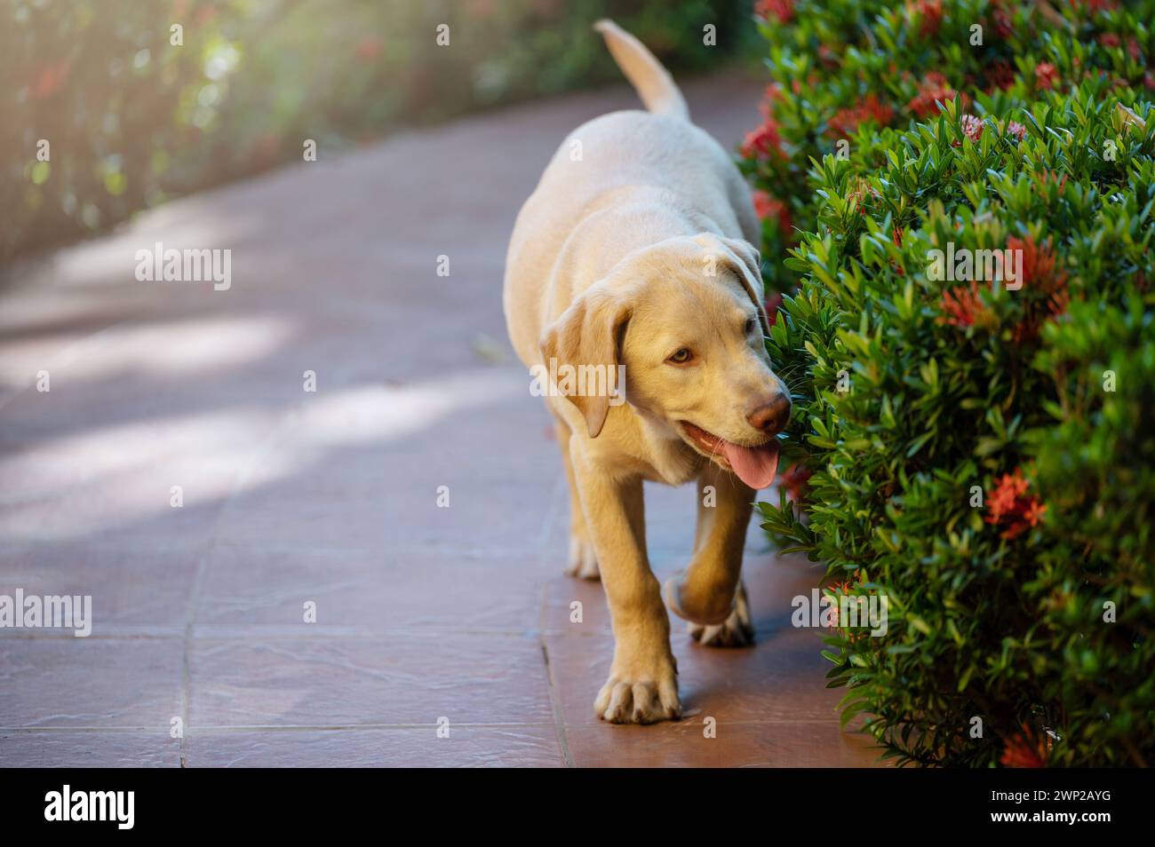 Hunting playing labrador puppy dog on garden background Stock Photo - Alamy