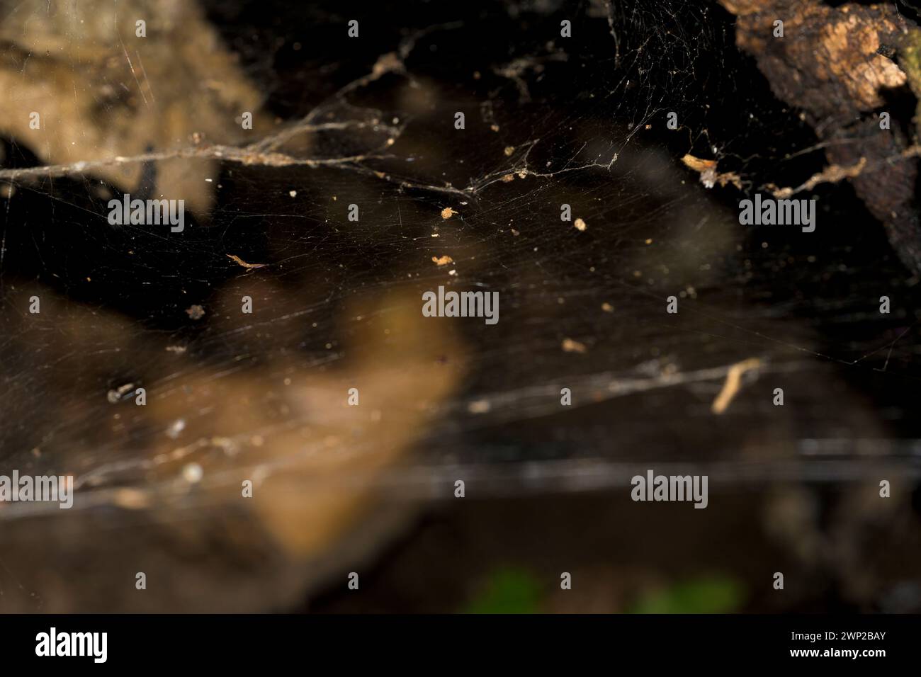 Spider web in forest inside tree to trap insects horizontally Stock ...