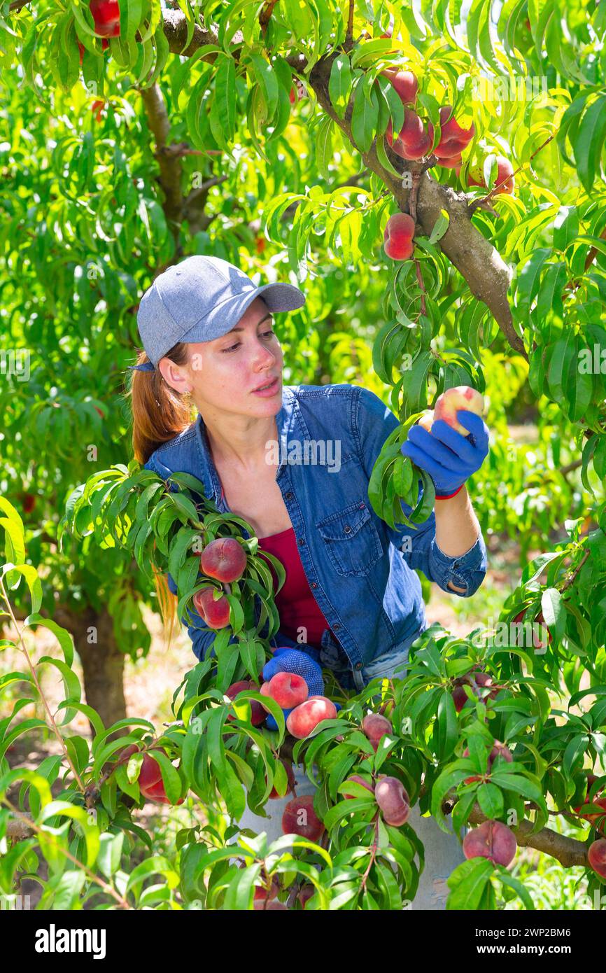 Female farmer picking peaches in fruit orchard Stock Photo - Alamy