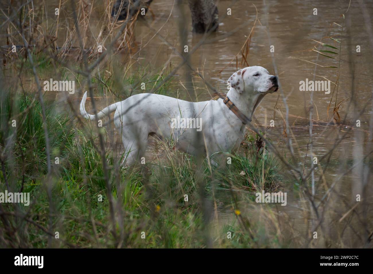 White dog playing in the riverside Stock Photo - Alamy