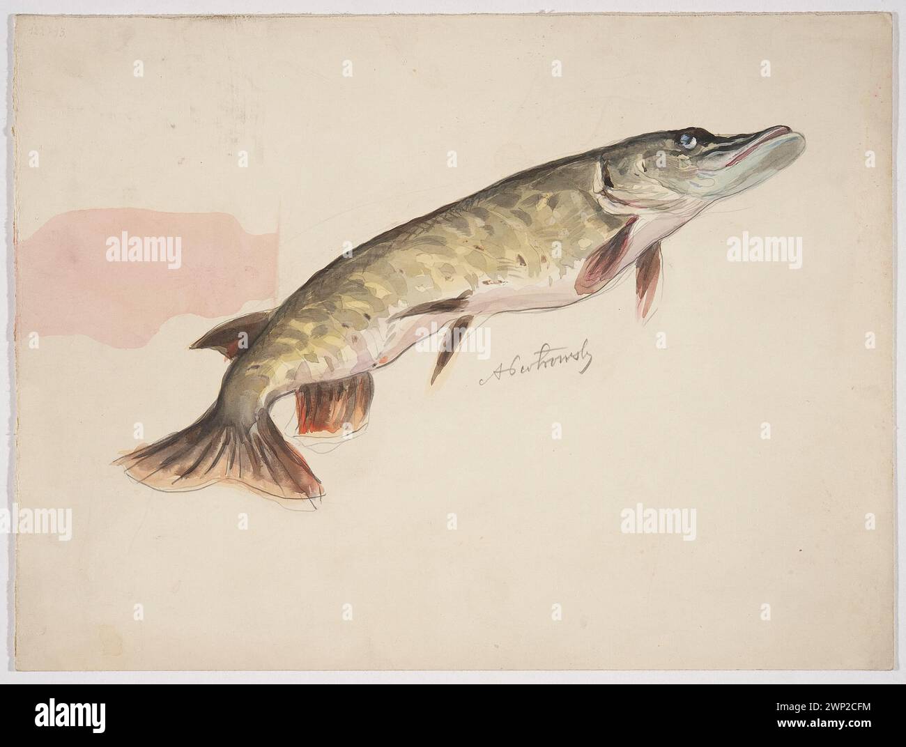 Fish anatomy art hi-res stock photography and images - Alamy