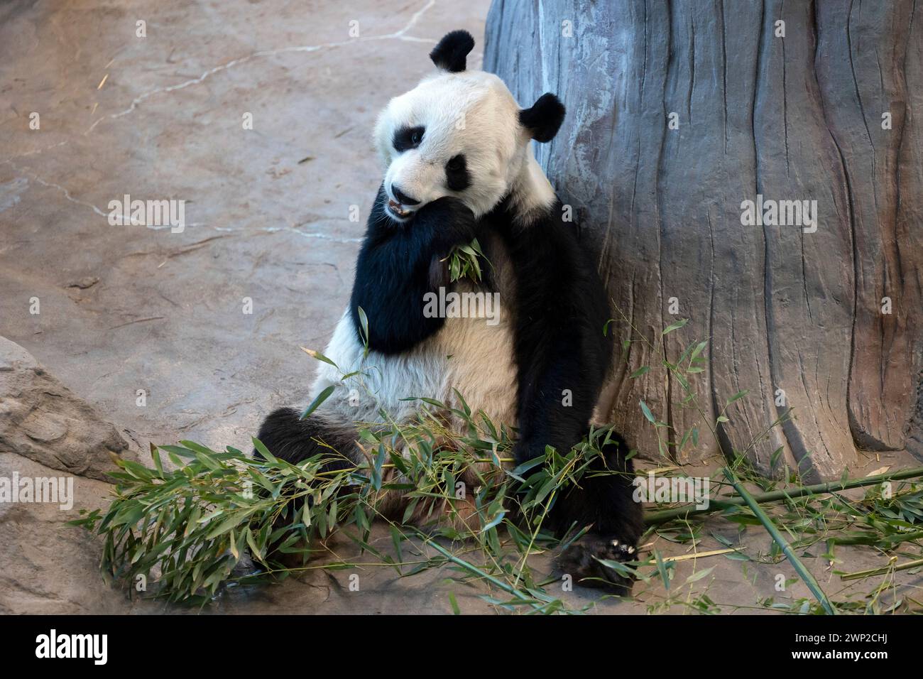(240305) -- AHTARI, March 5, 2024 (Xinhua) -- This photo taken on Jan ...